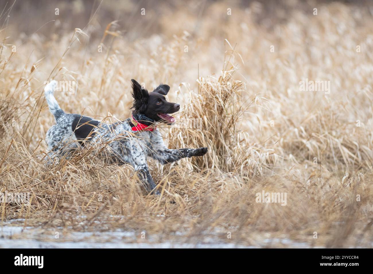 Hunting bird dog hi-res stock photography and images - Alamy