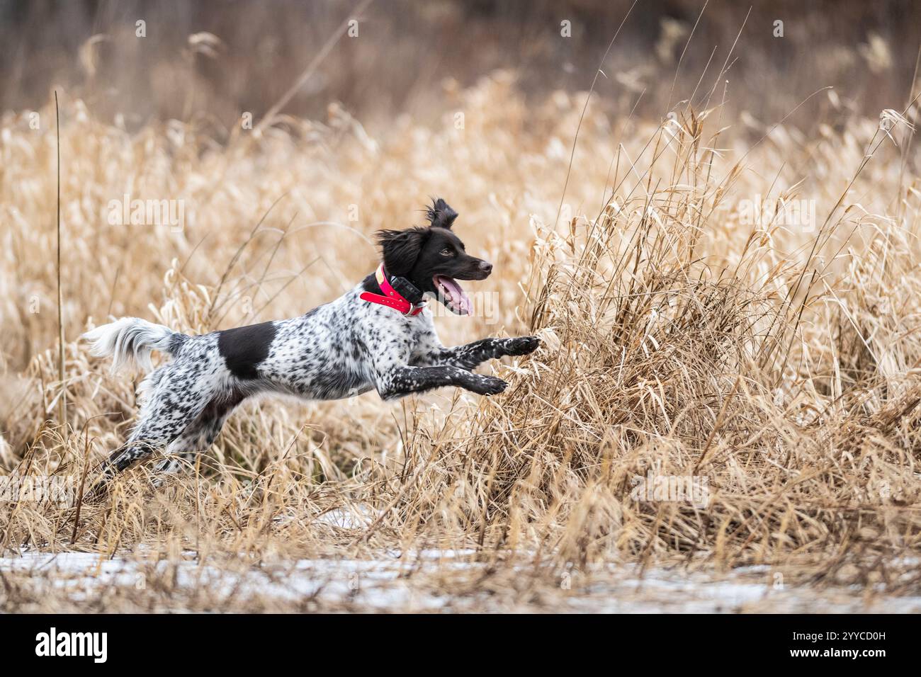 Munsterlander pointer hi-res stock photography and images - Alamy