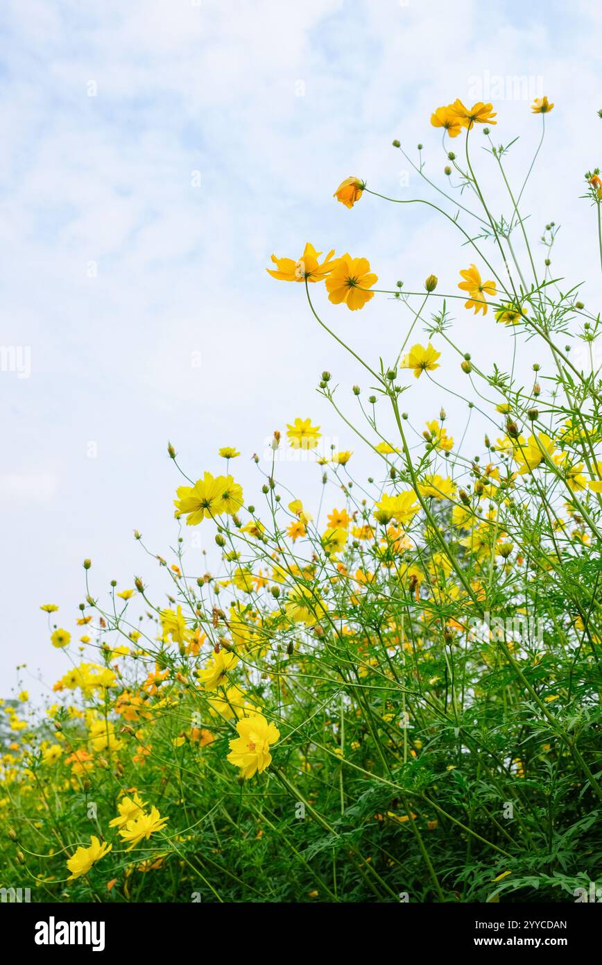 Cosmic Yellow (Cosmos sulphureus) flower growing in the garden Stock ...