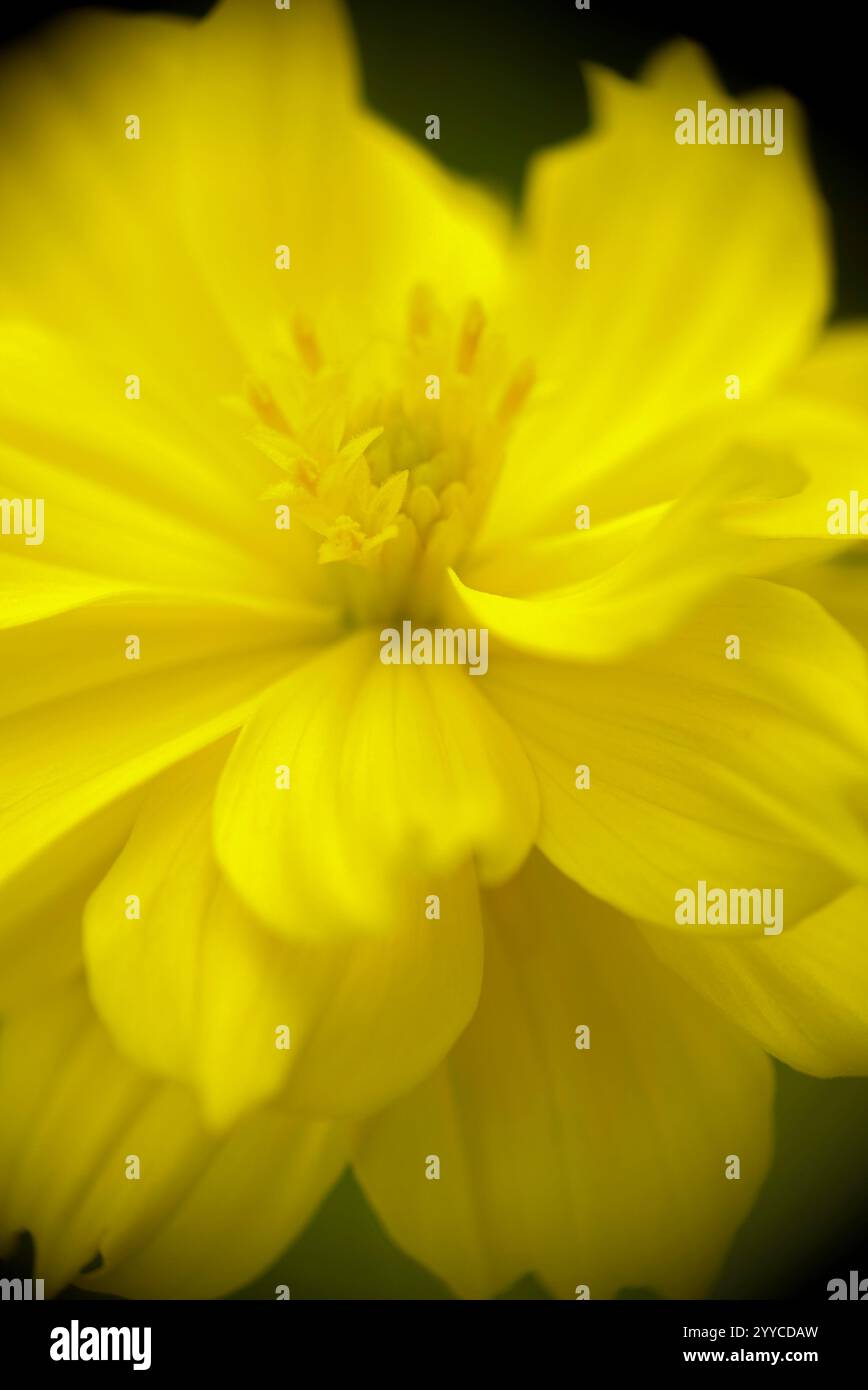 Cose-up photo of Cosmic Yellow (Cosmos sulphureus) flower Stock Photo ...