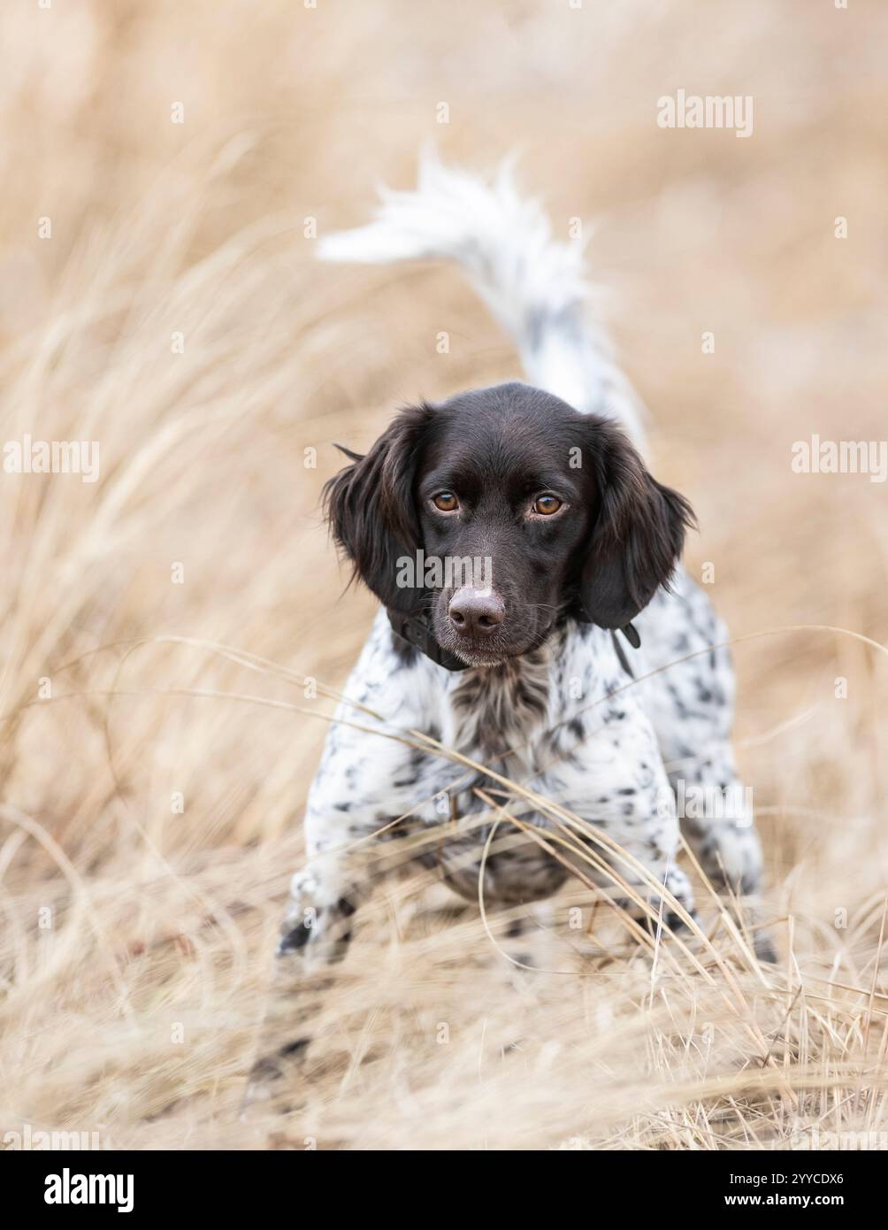 Munsterlander hunting hi-res stock photography and images - Alamy