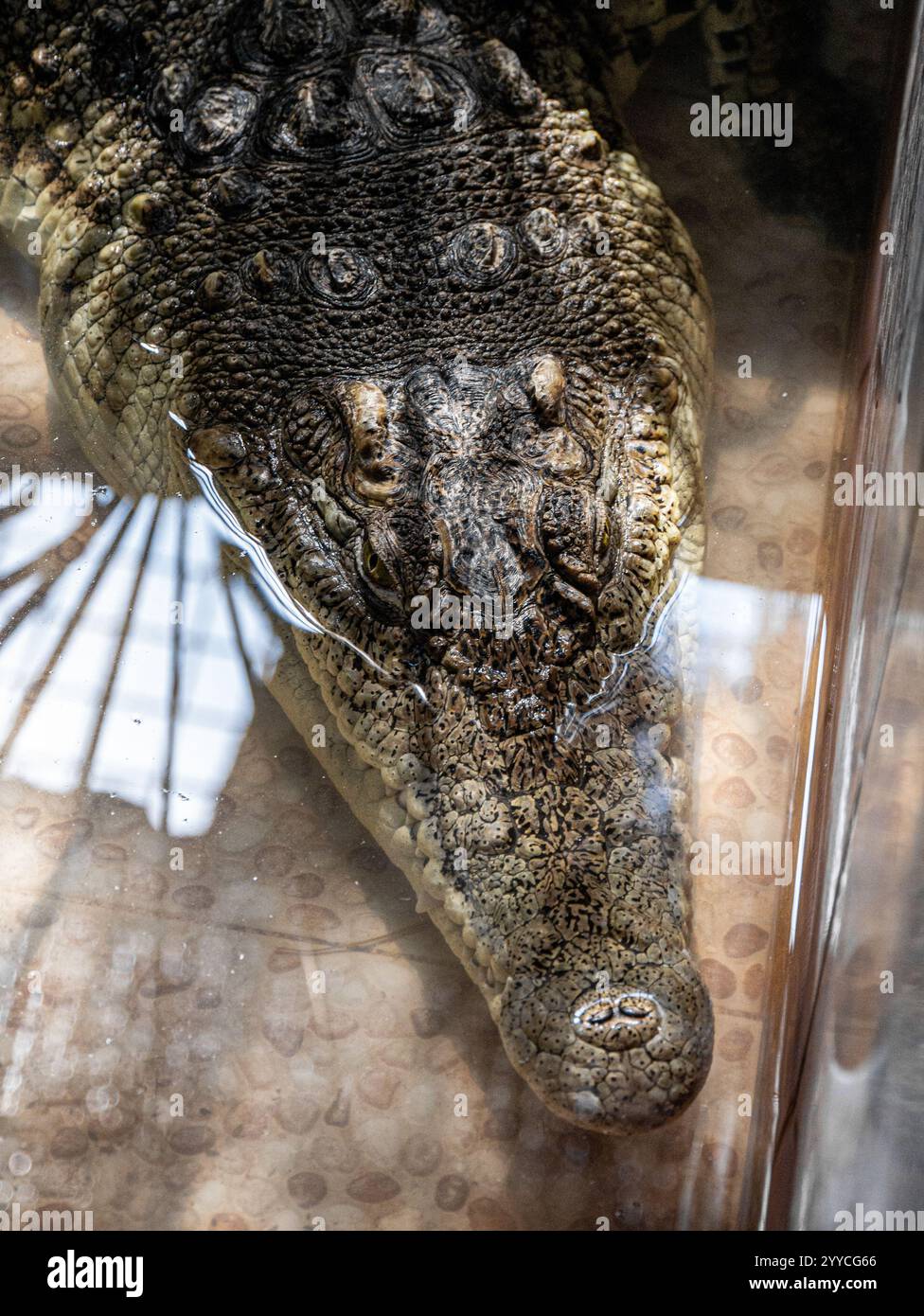 Pet crocodile seen inside a Guest House in Aswan's Nubian Village ...