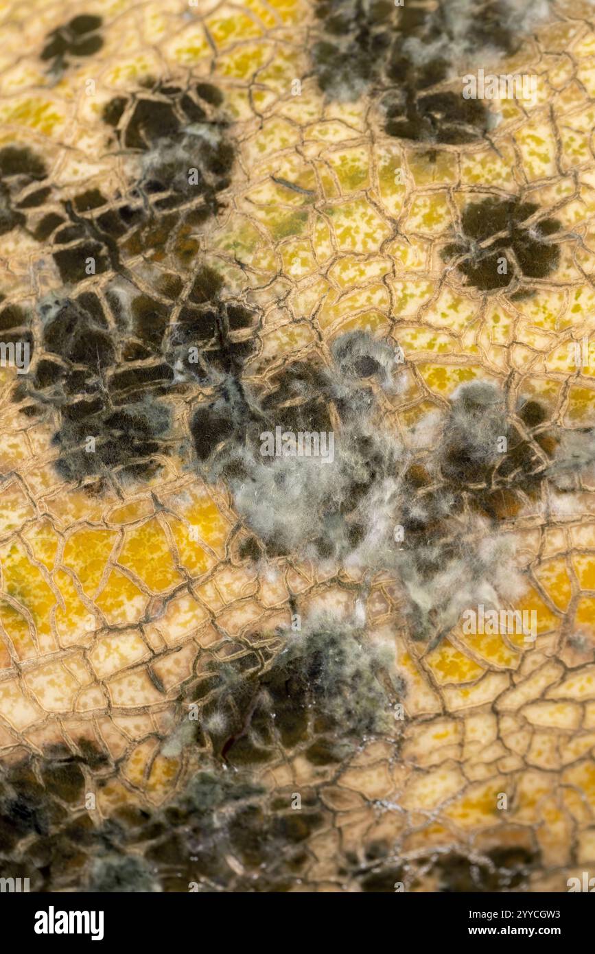 Moldy melon hi-res stock photography and images - Alamy