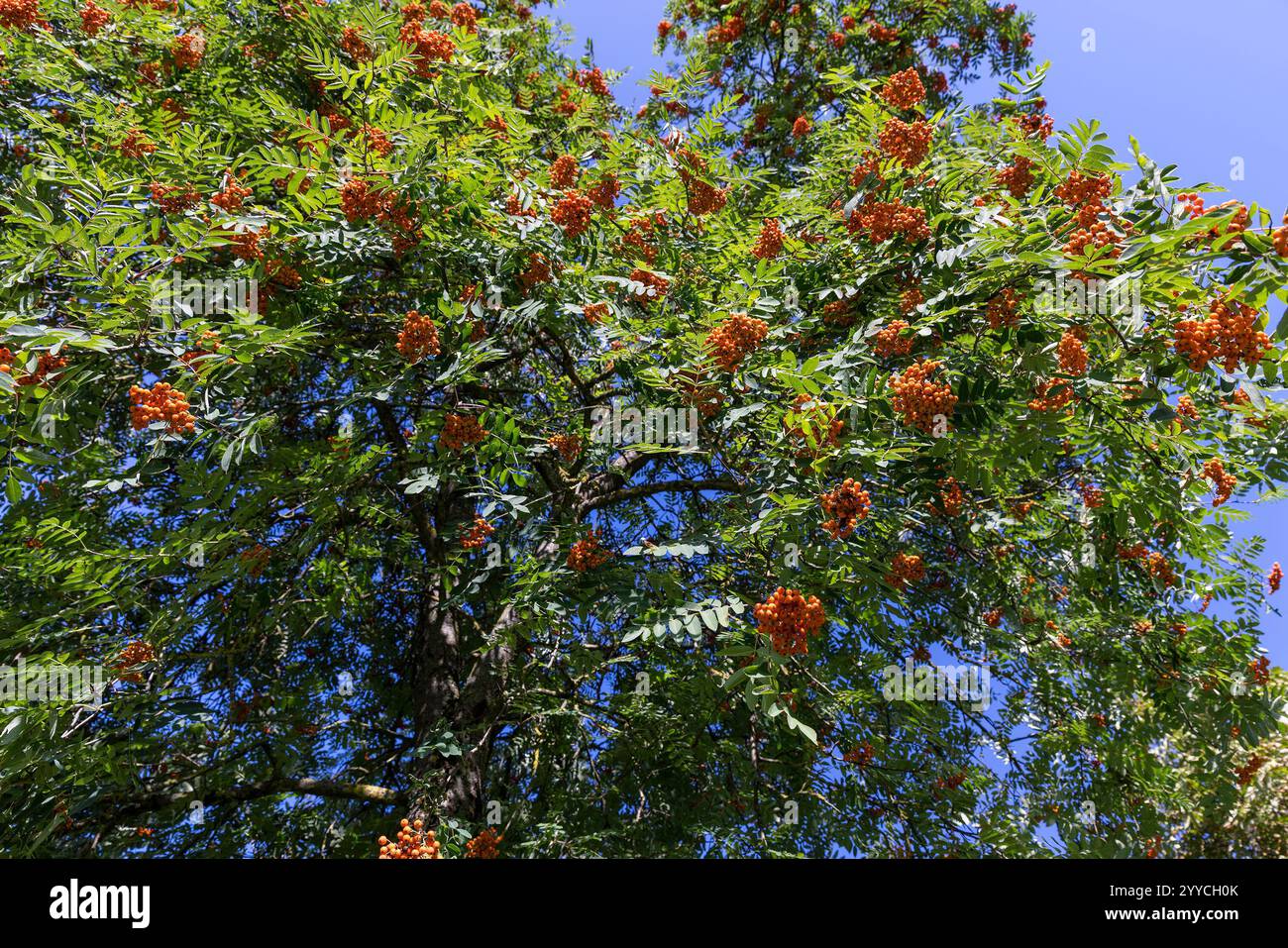 a rowan tree with fruits in the autumn, the color rowan foliage changes ...