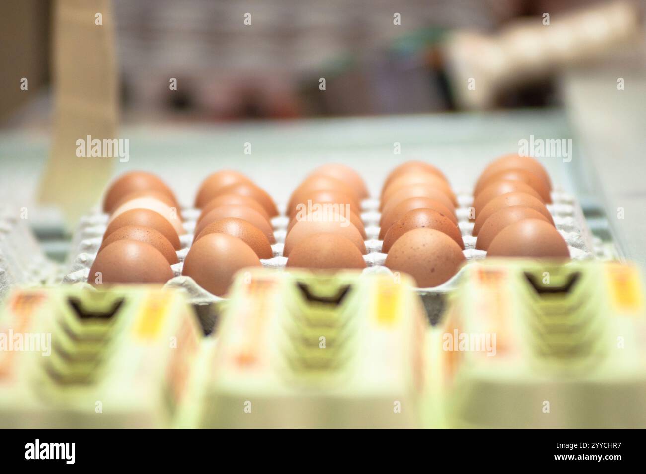 Poultry farming. Eggs production in Samper de Calanda. Teruel. Aragón ...