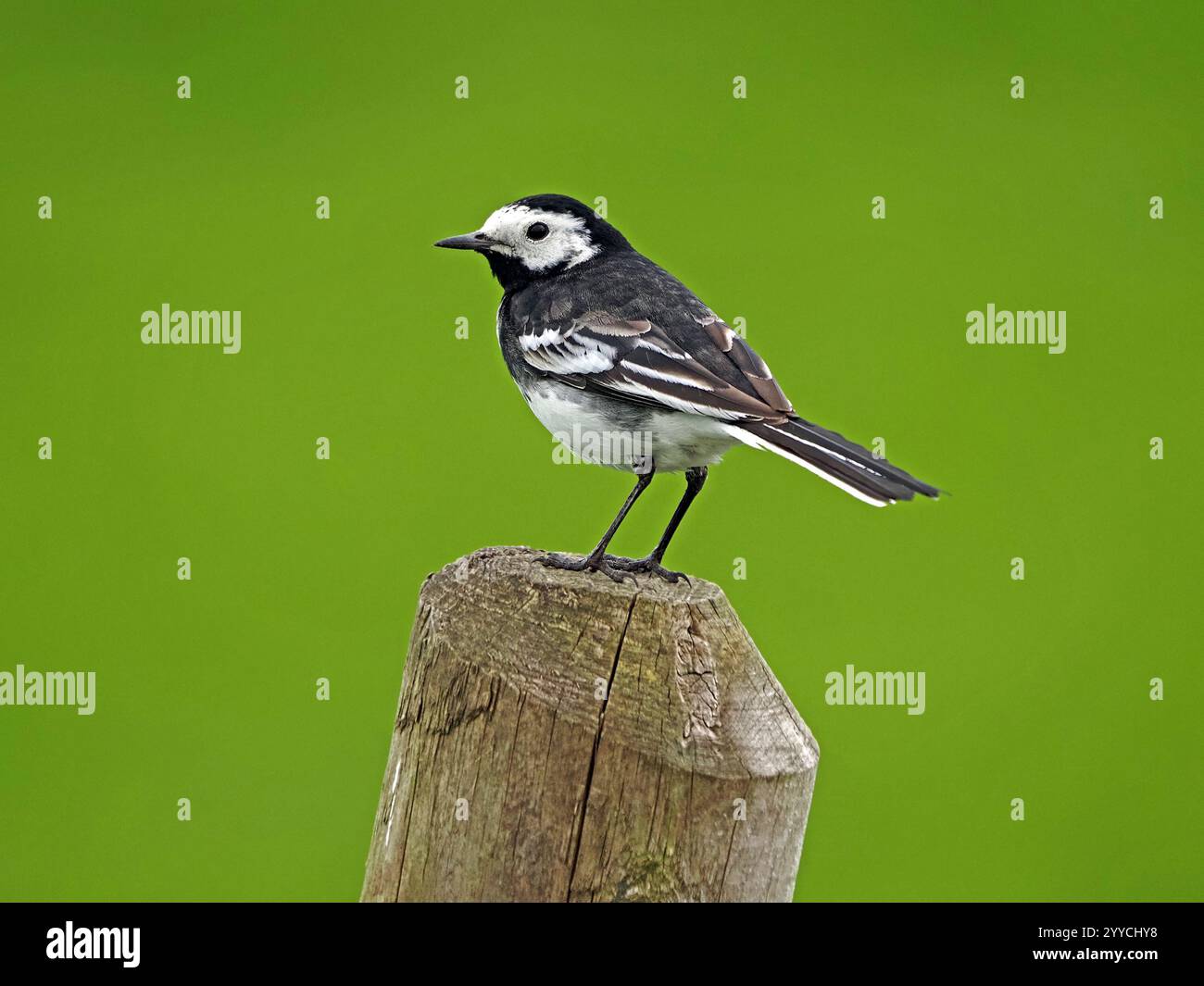 portrait of Pied Wagtail (the darker UK subspecies of White Wagtail ...
