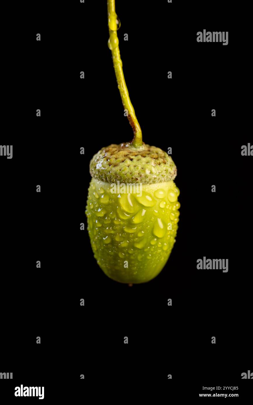 wet green beautiful big oak fruits acorns, not ripe and wet in drops of ...