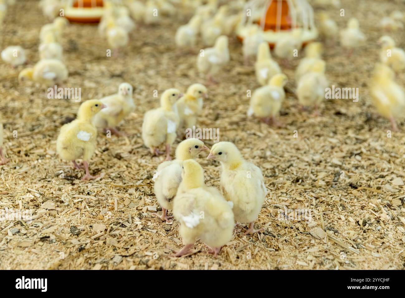 yellow chickens with yellow fluff in the large hall of the poultry farm ...