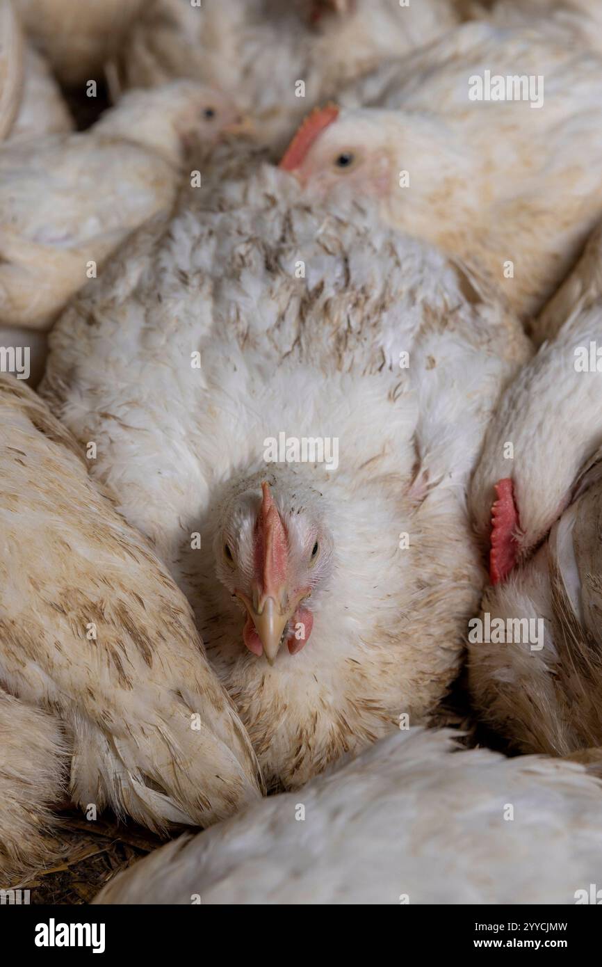 chickens at a poultry farm are located close to each other, fat meat chickens in a cage-free ...
