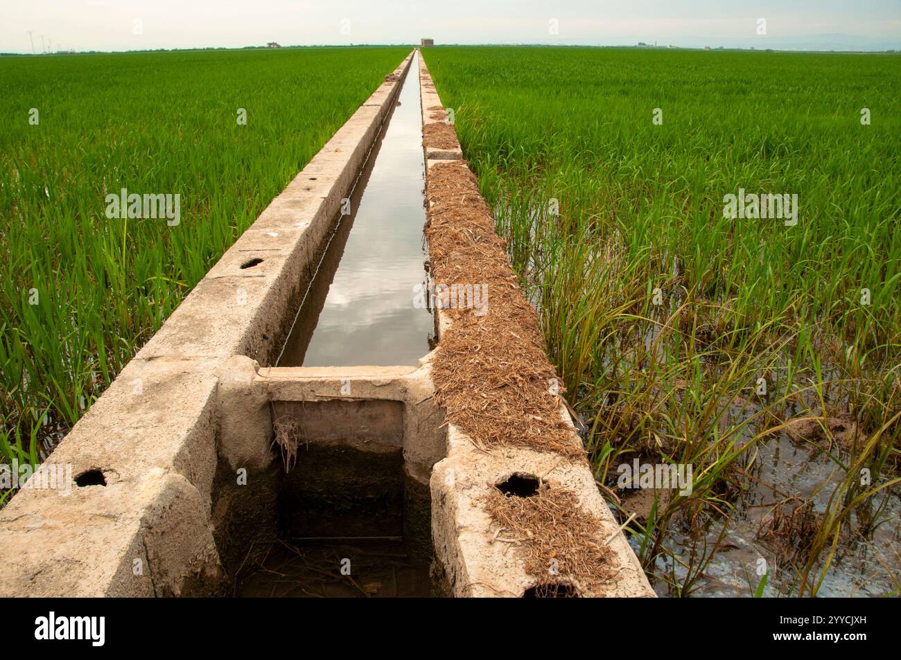 Rice lands in Valencia's Albufera. Valencia. Spain. Europe Stock Photo ...