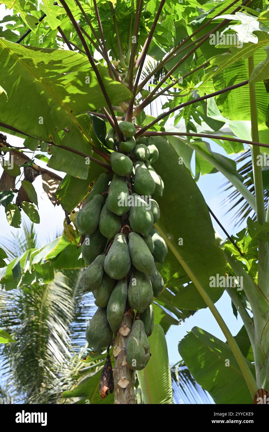 A vertical view shows a papaya tree with many green papayas growing on ...
