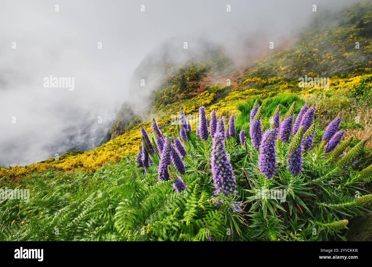 Madeira landscape with Pride of Madeira flowers and blooming Cytisus ...