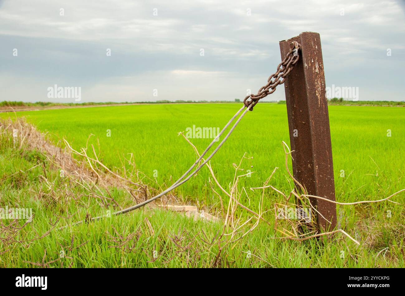 Rice lands in Valencia's Albufera. Valencia. Spain. Europe Stock Photo ...