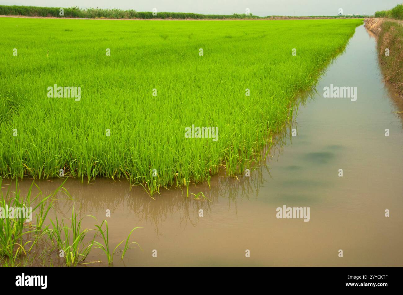 Rice lands in Valencia's Albufera. Valencia. Spain. Europe Stock Photo ...