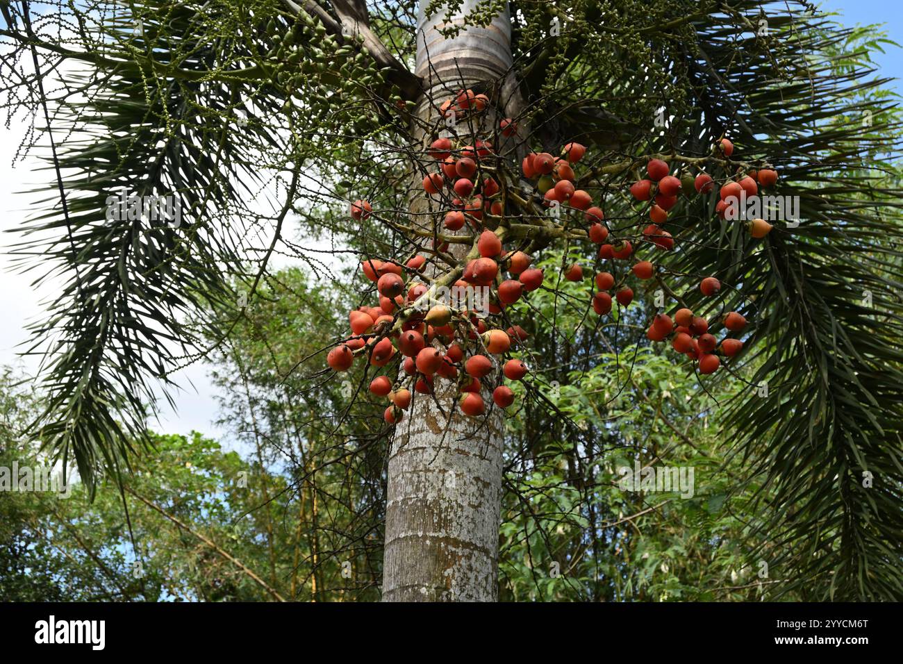 View of a large cluster of ripen fruits of a foxtail palm tree ...