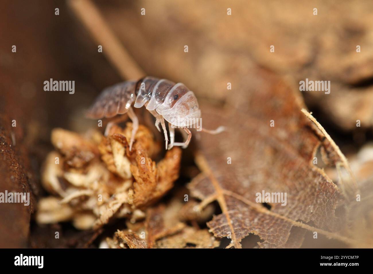 isopods woodlouse pill bugs merulanella sp vietnam Stock Photo - Alamy