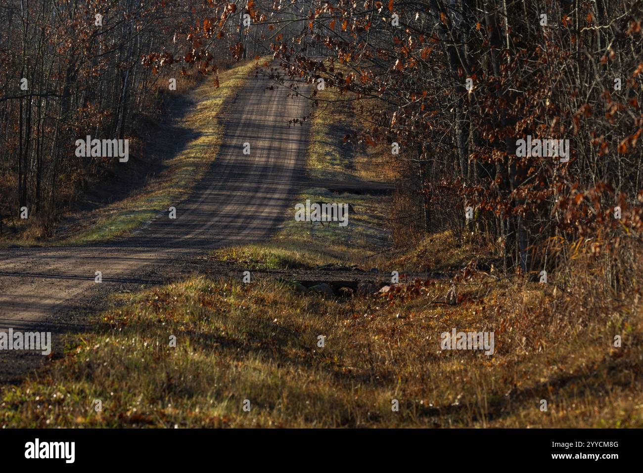 Whitetail crossing the road hi-res stock photography and images - Alamy