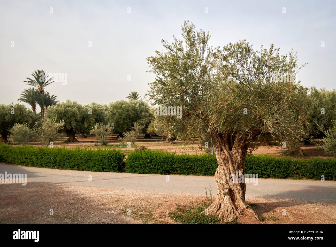olive grove in menara gardens marrakesh, morocco Stock Photo - Alamy