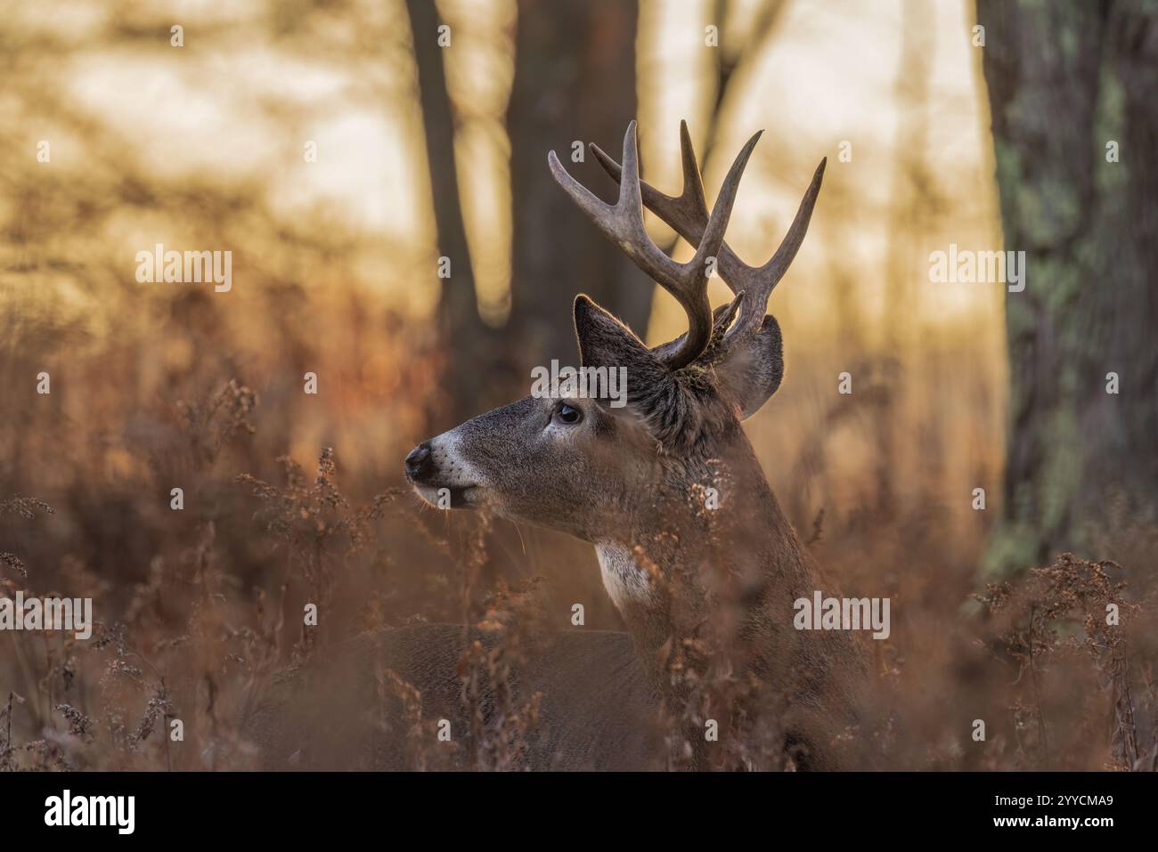 White-tailed buck during the rut in northern Wisconsin Stock Photo - Alamy