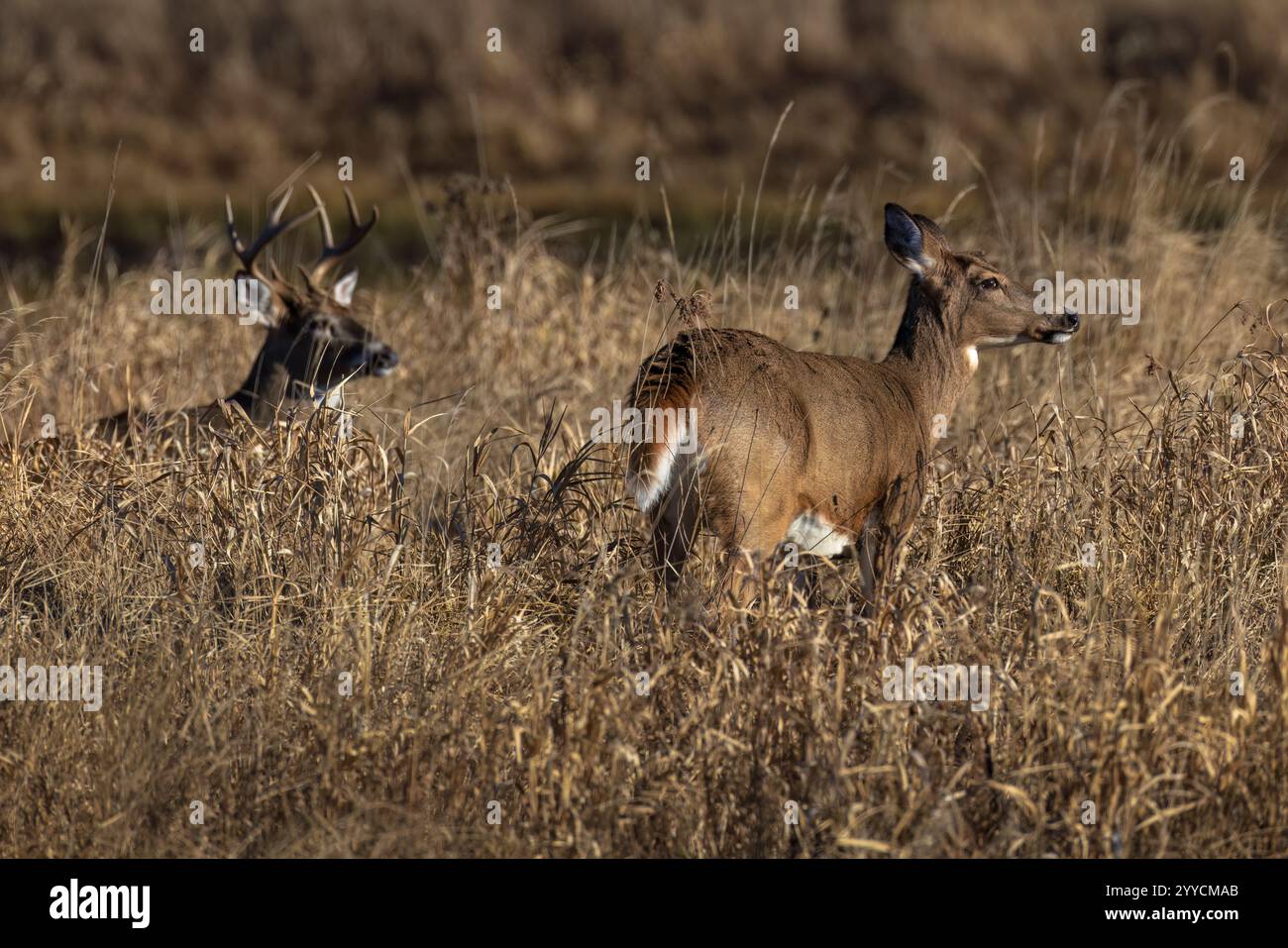 White-tailed buck tending a doe during the rut in northern Wisconsin ...
