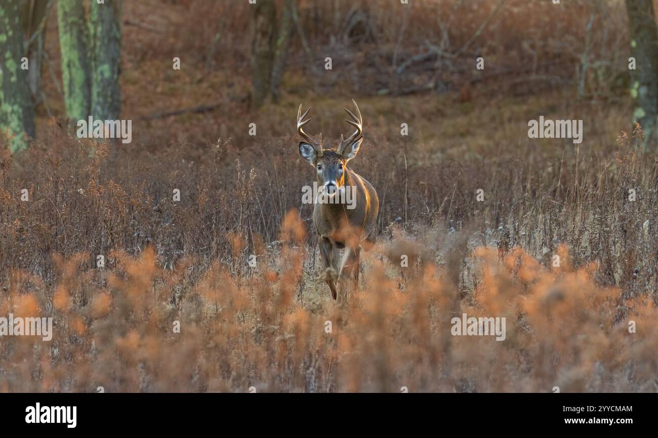 White-tailed buck in northern Wisconsin Stock Photo - Alamy