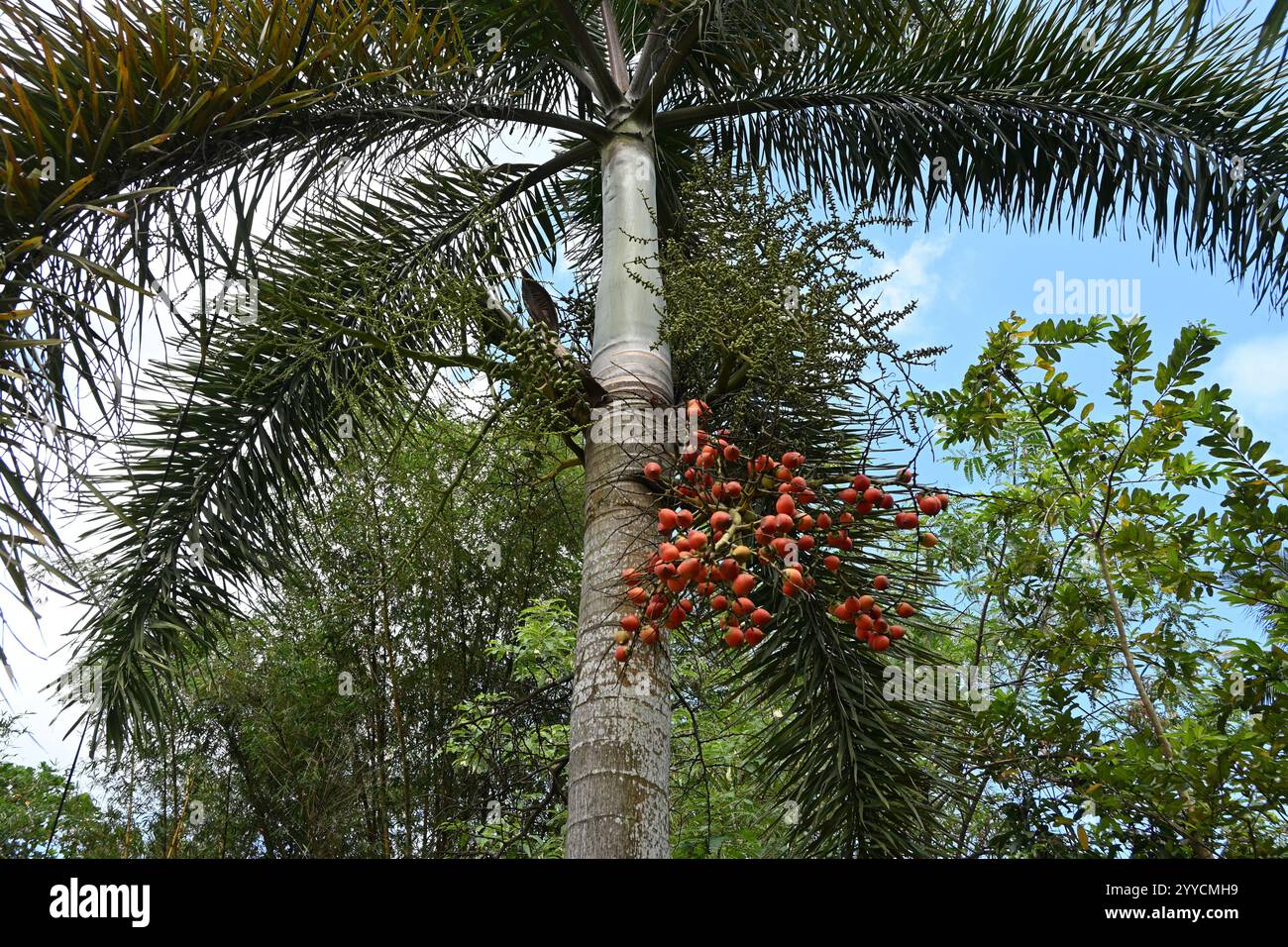 View of a large foxtail palm tree (Wodyetia bifurcata) grown for ...