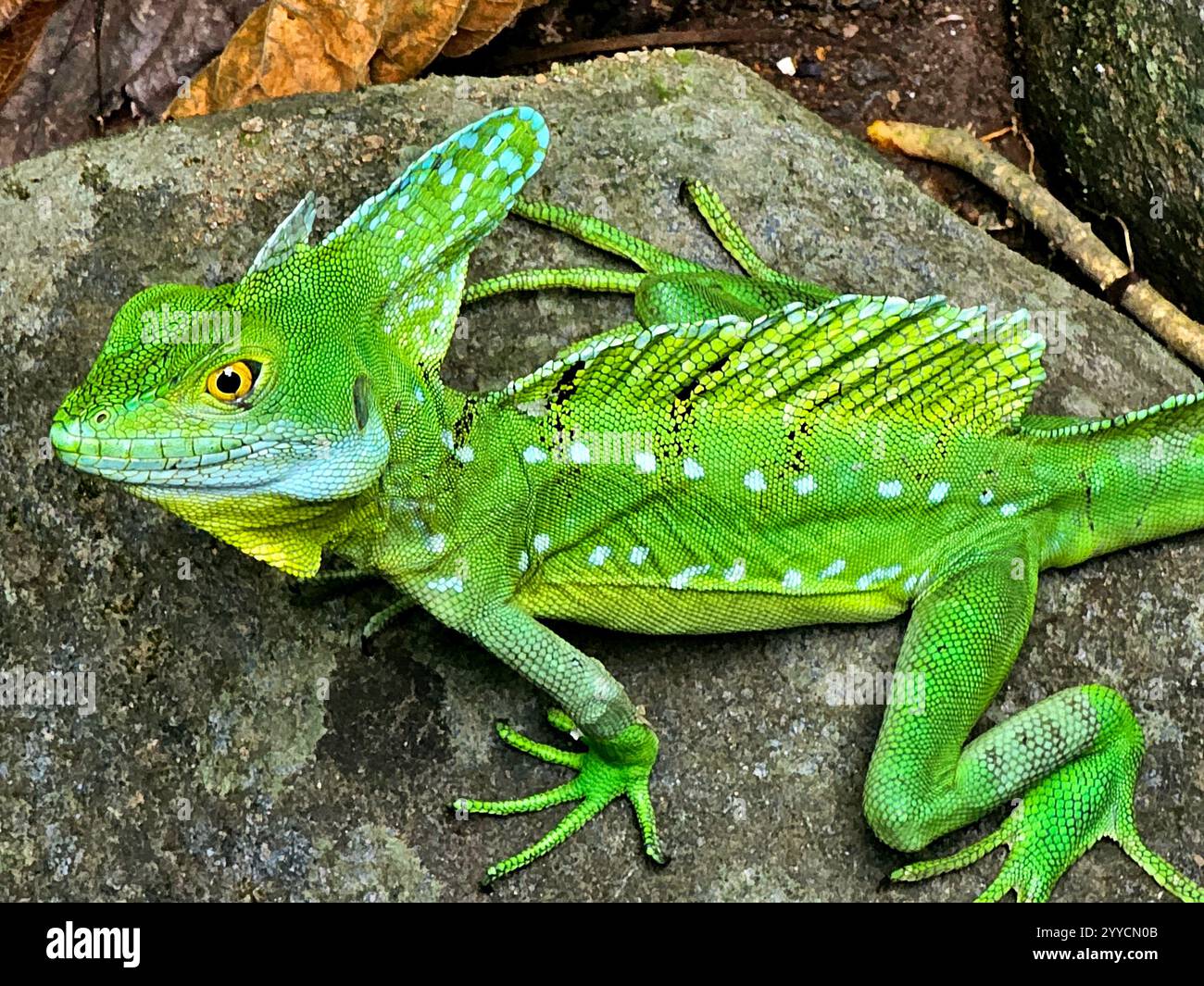 Plumed Basilisk (Basiliscus plumfrons) in the tropics of Costa Rica Stock Photo - Alamy