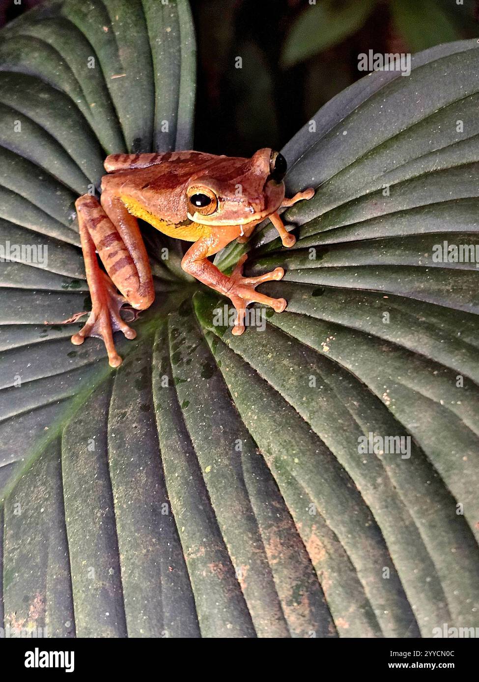 Brown Tree Frog of Costa Rica Stock Photo - Alamy