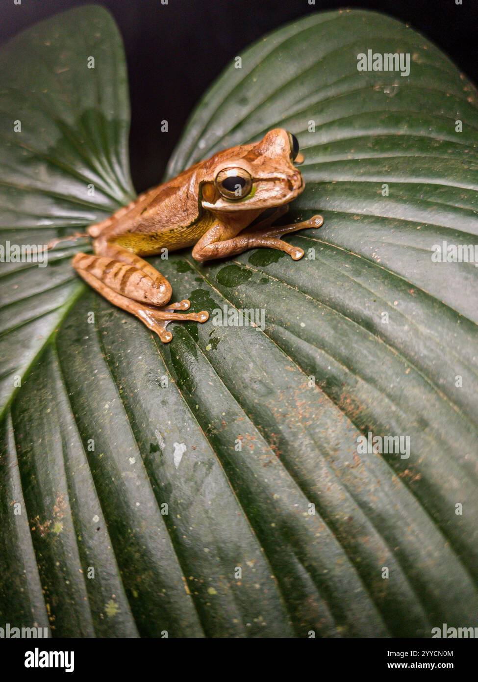 Brown Tree Frog of Costa Rica Stock Photo - Alamy
