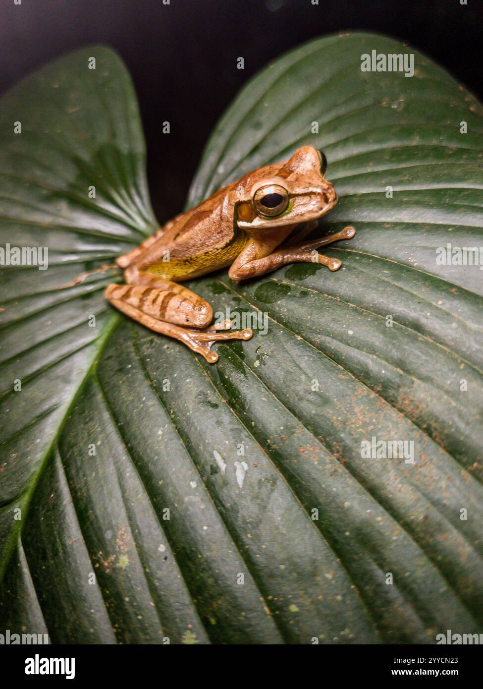 Brown Tree Frog of Costa Rica Stock Photo - Alamy