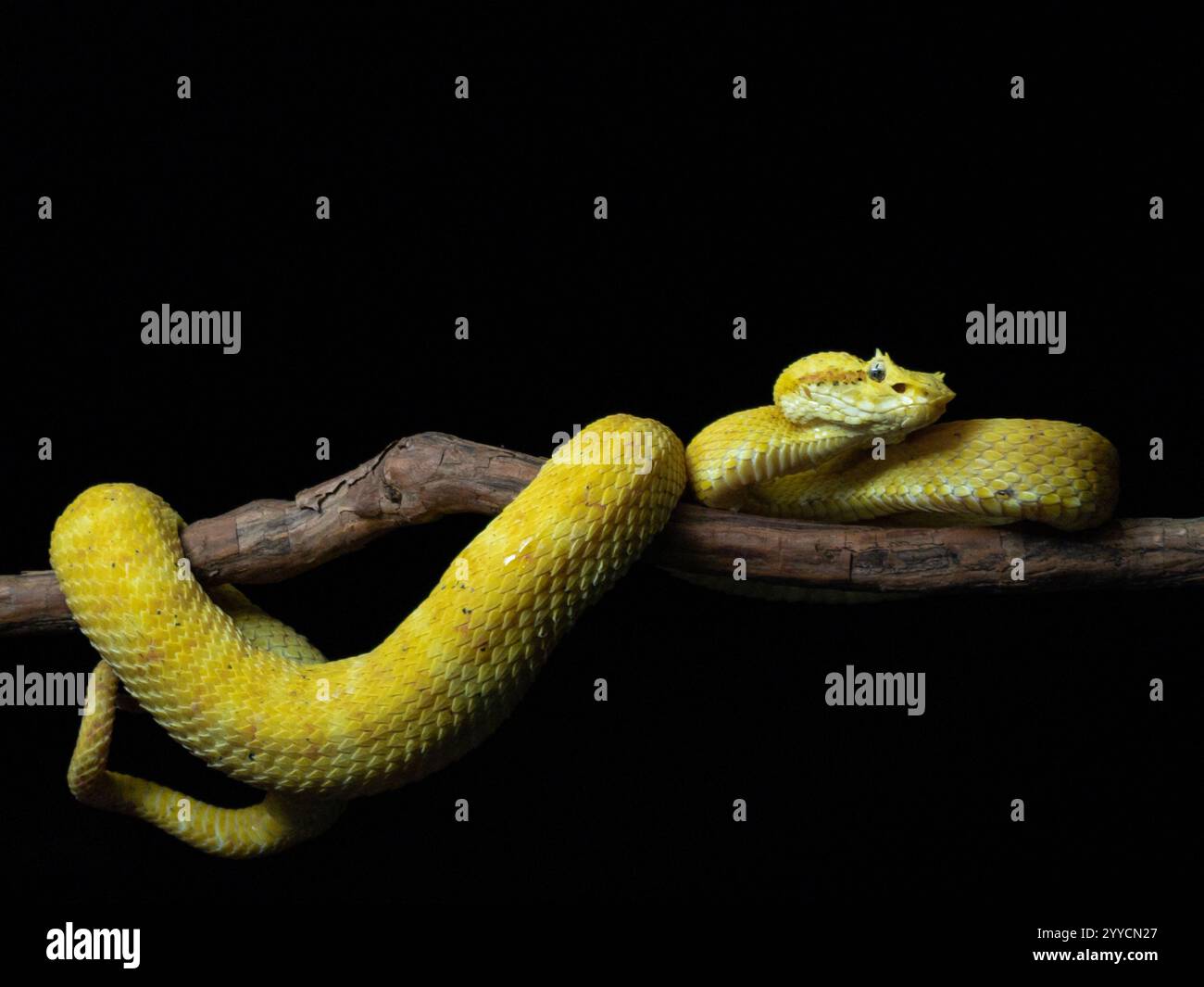Yellow Eyelash Pit Viper (Bothriechis schlegelii) in Costa Rica Tropics ...