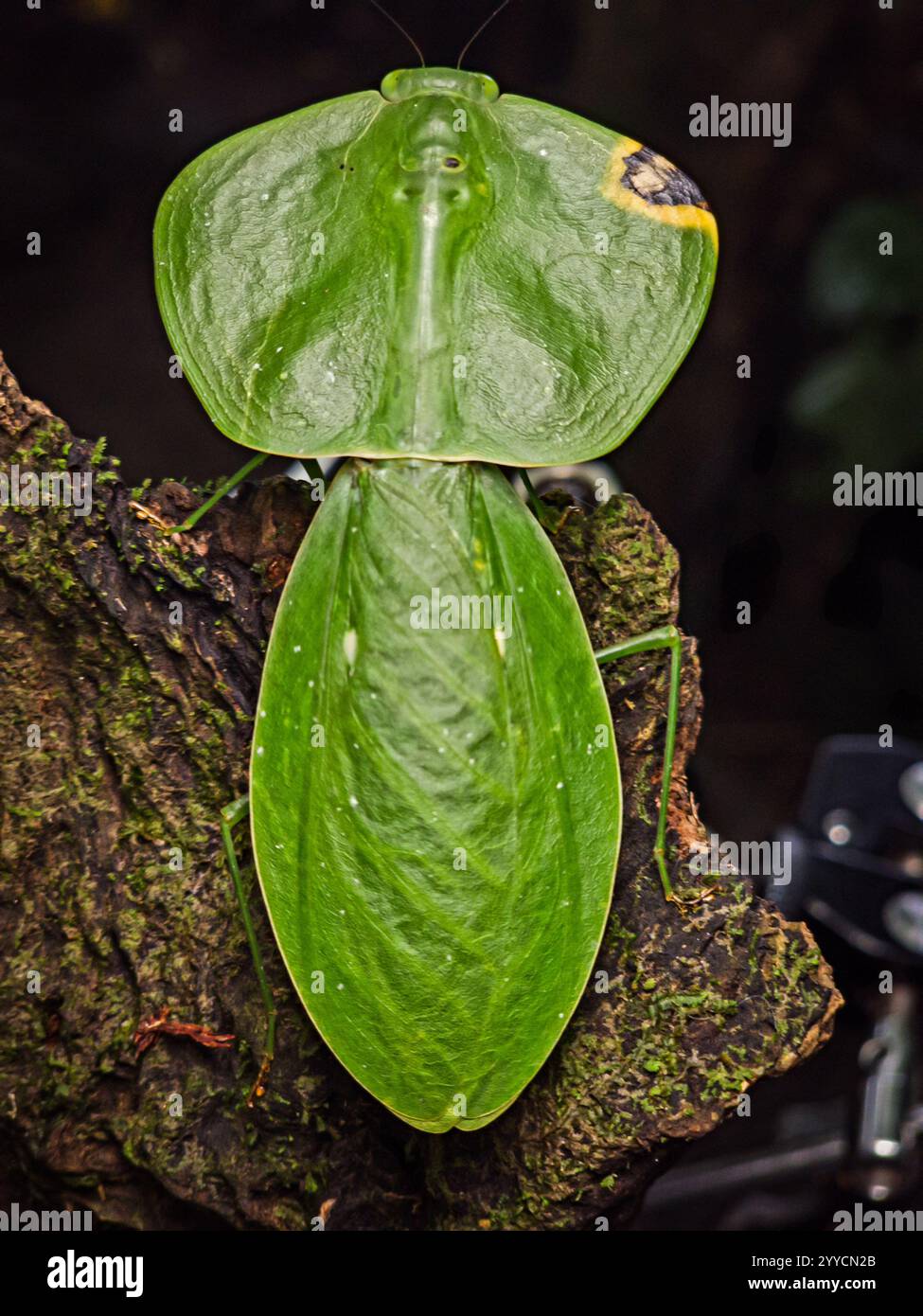 The Leaf Insect (Phyllium siccifolium) is famous for its ability to ...