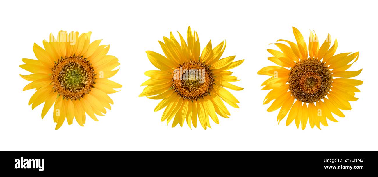 Idea center horizontal Cut Out Stock Images & Pictures - Alamy