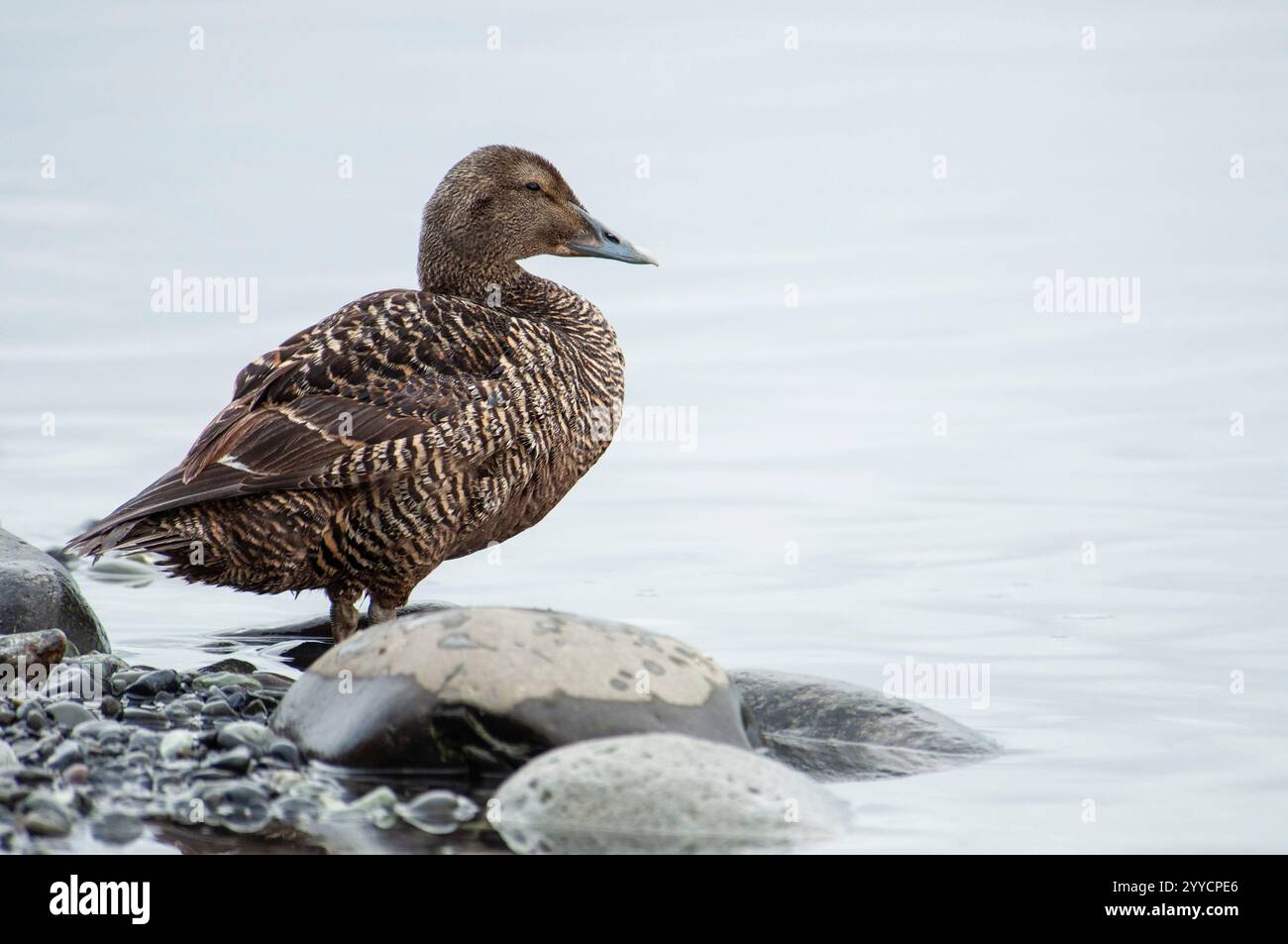 Eider duck in Jökulsarlón glaciar. Iceland east Stock Photo - Alamy