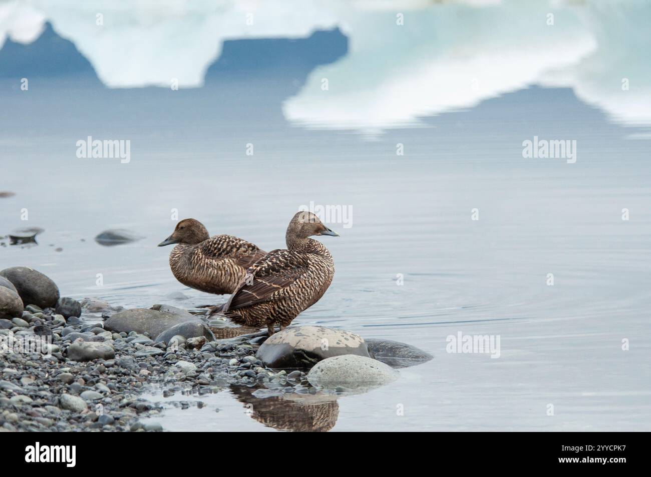 Eider duck in Jökulsarlón glaciar. Iceland east Stock Photo - Alamy