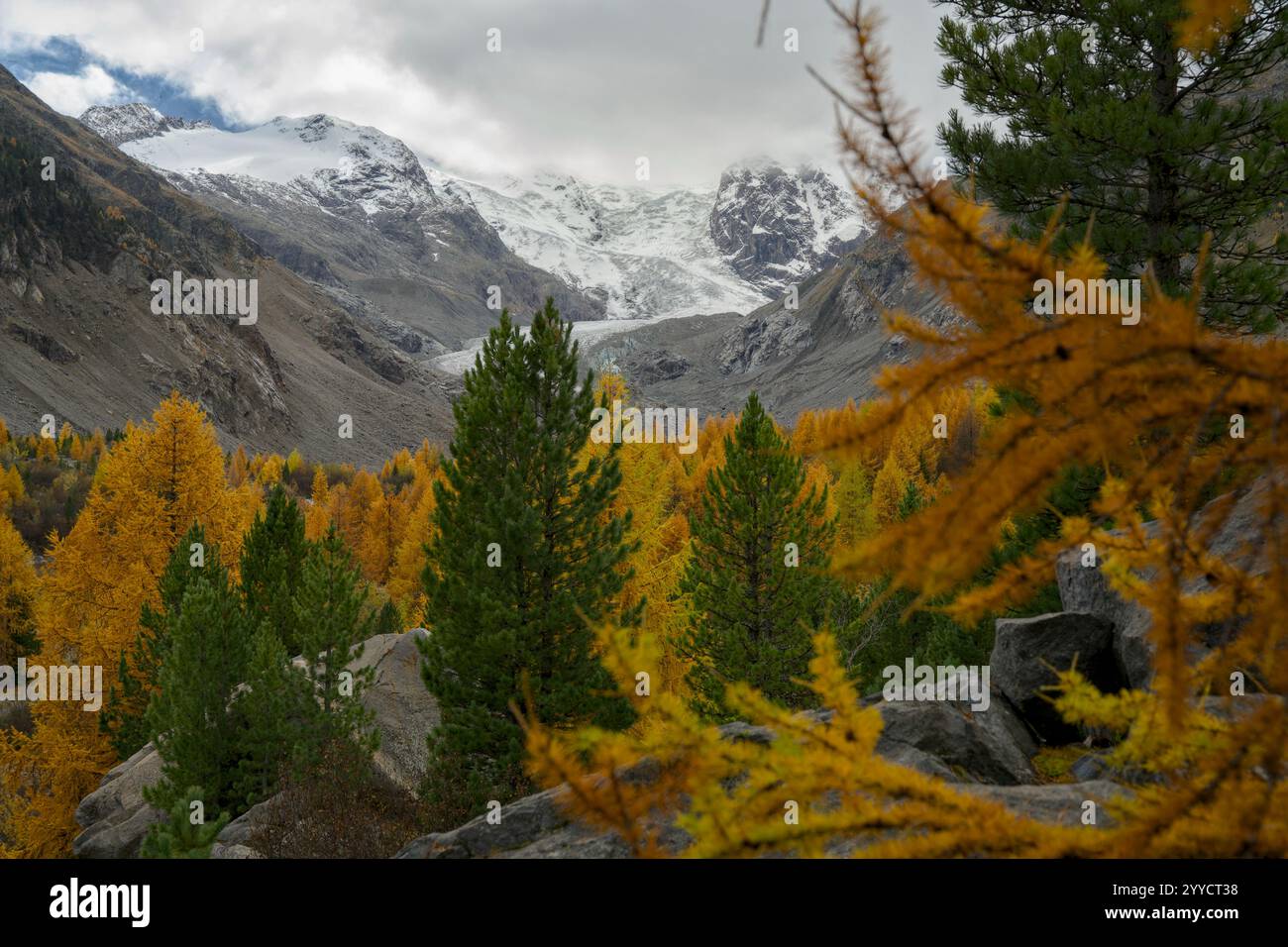 Golden larch trees in autumn, set in the Swiss Engadin region near ...