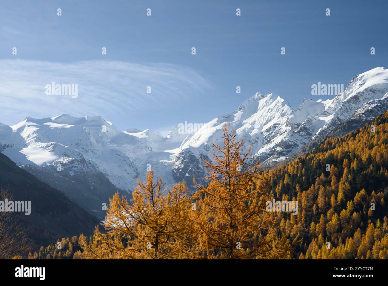 Golden larch trees in autumn, set in the Swiss Engadin region near ...