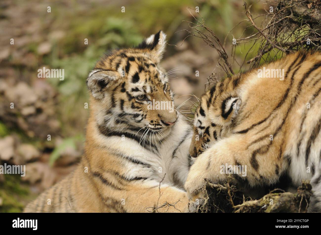 Two tiger cubs interacting playfully in the wild, Siberian tiger ...