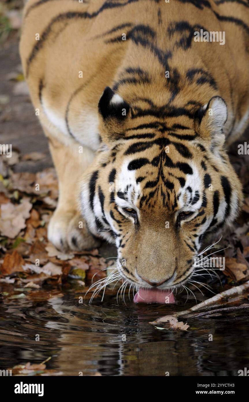 Tiger drinking water from a pond surrounded by autumn leaves in the wild, Siberian tiger ...