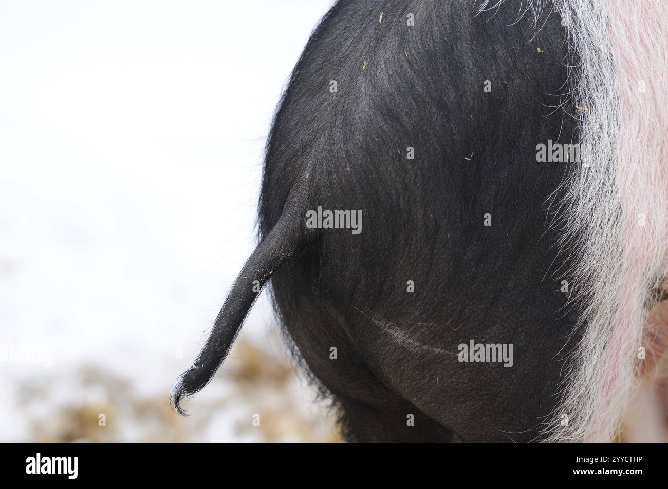 Close-up of a pig's back with visible tail in front of a white ...