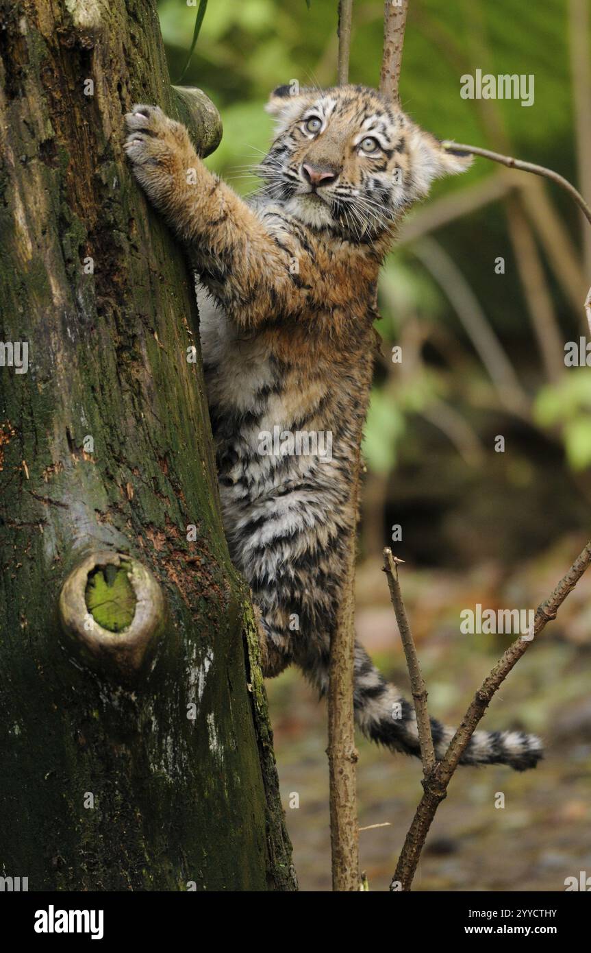Captive curiosity hi-res stock photography and images - Alamy