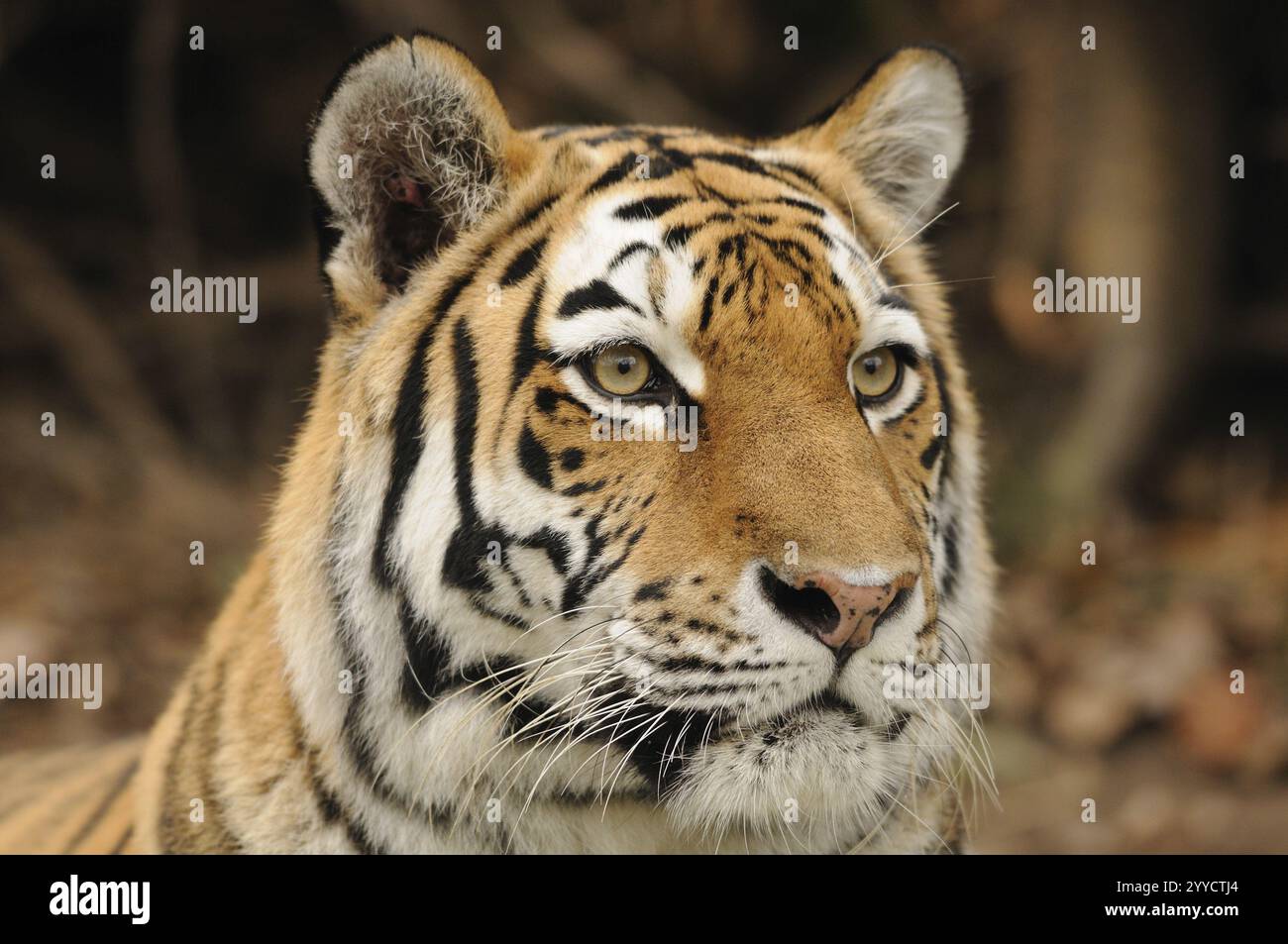 A tiger's head in a frontal focussed view with strong presence ...