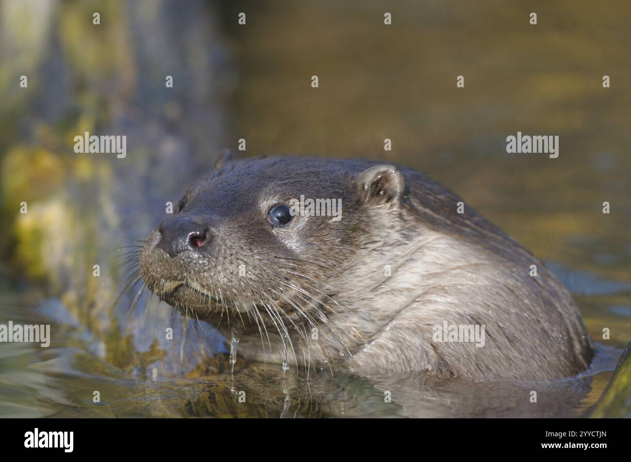 A curious otter half-surfaces in the water and looks around, Otter ...
