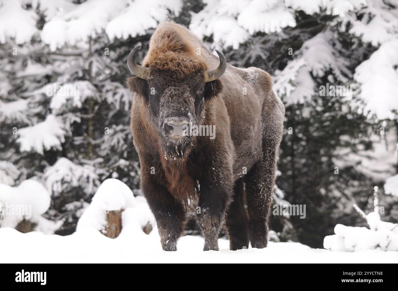 A bison stands in the snowy forest, surrounded by fir trees, bison (Bos ...