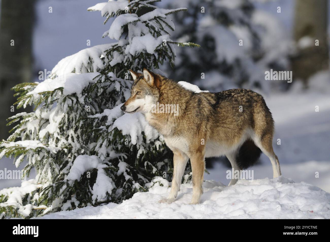 A wolf stands at attention next to a snow-covered fir tree in a winter ...