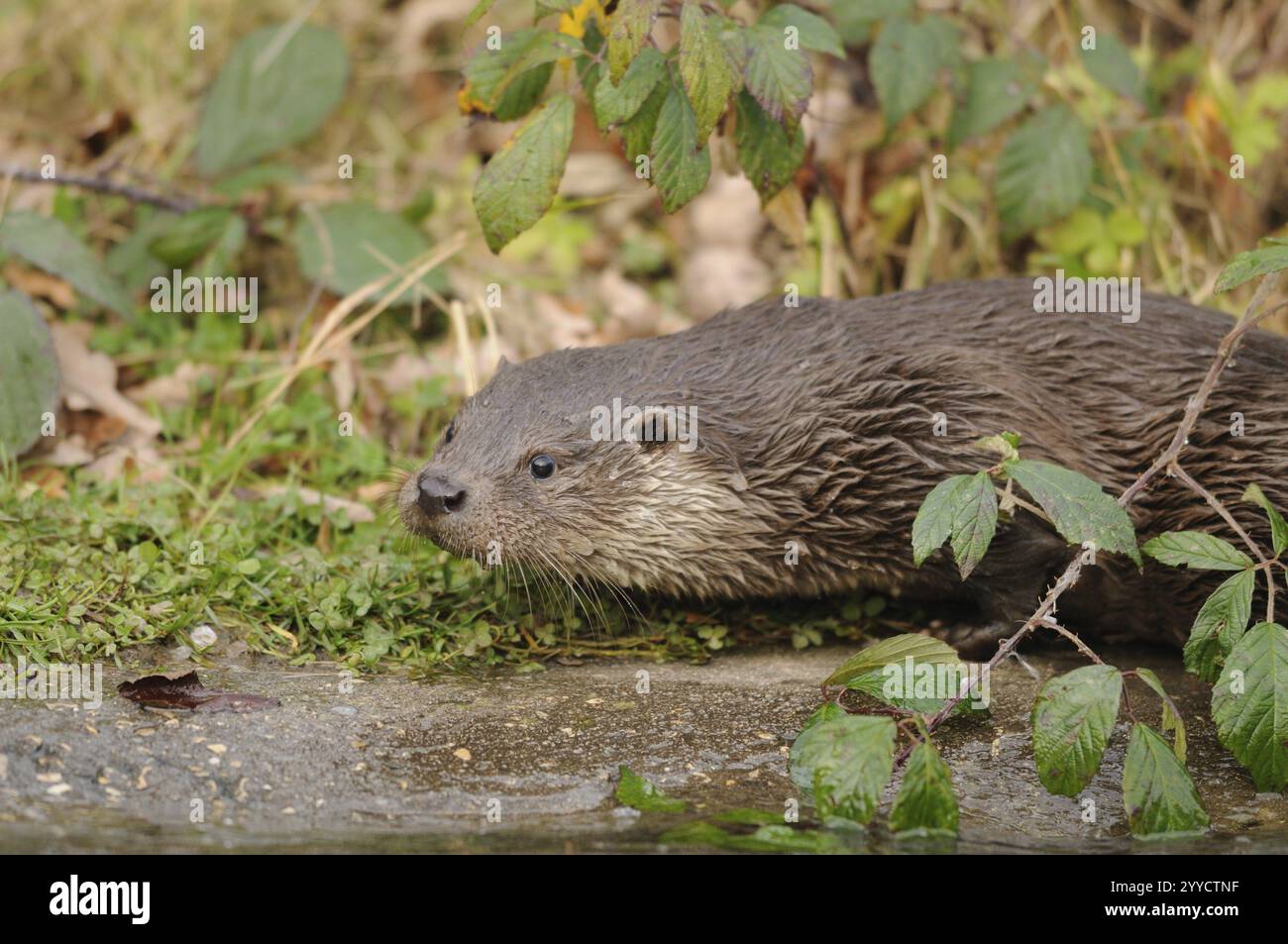 A small otter moves on the land next to leaves and plants, otter (Lutra ...