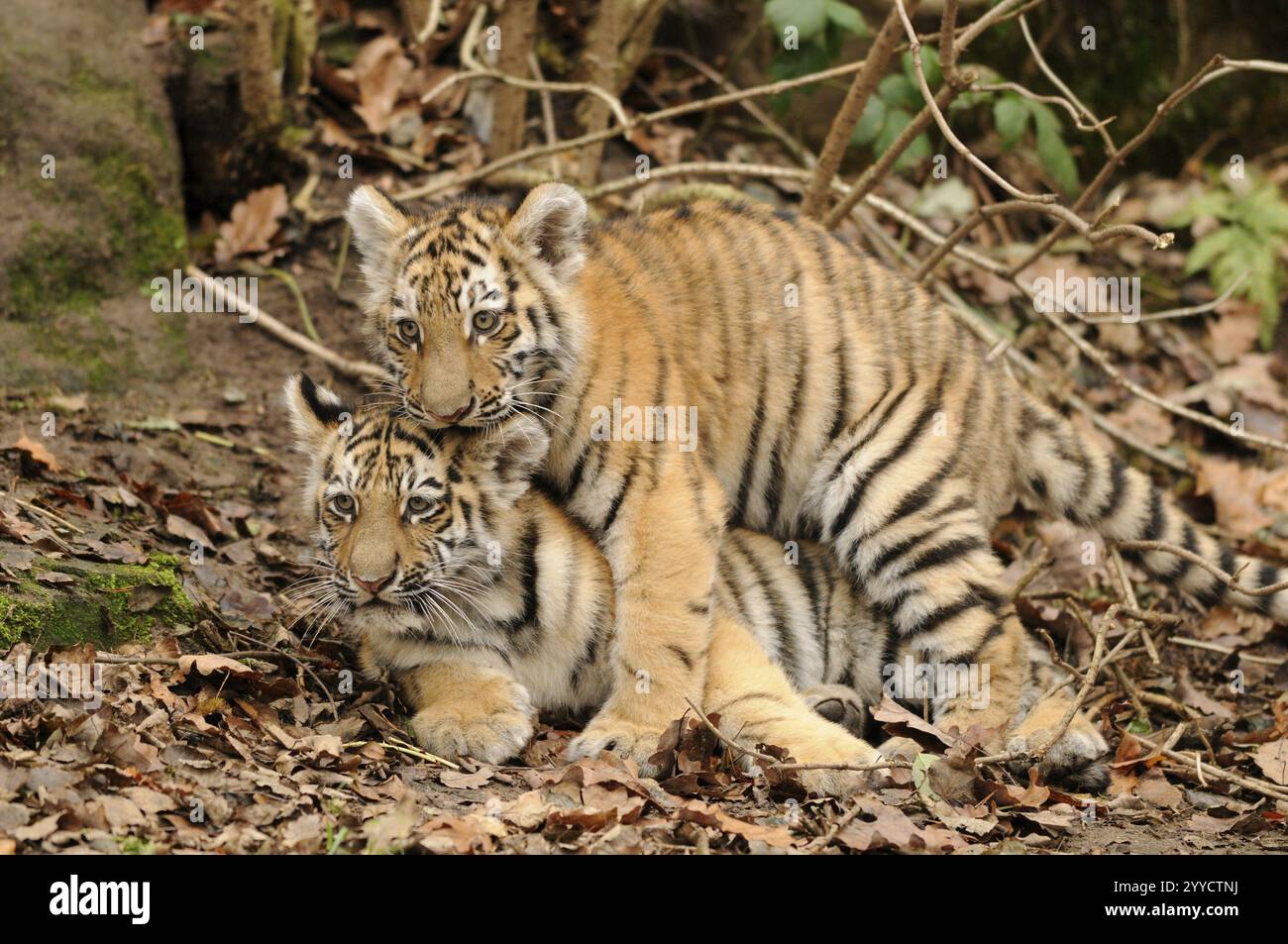 Two tiger cubs cuddling in a leaf-covered area, Siberian tiger ...