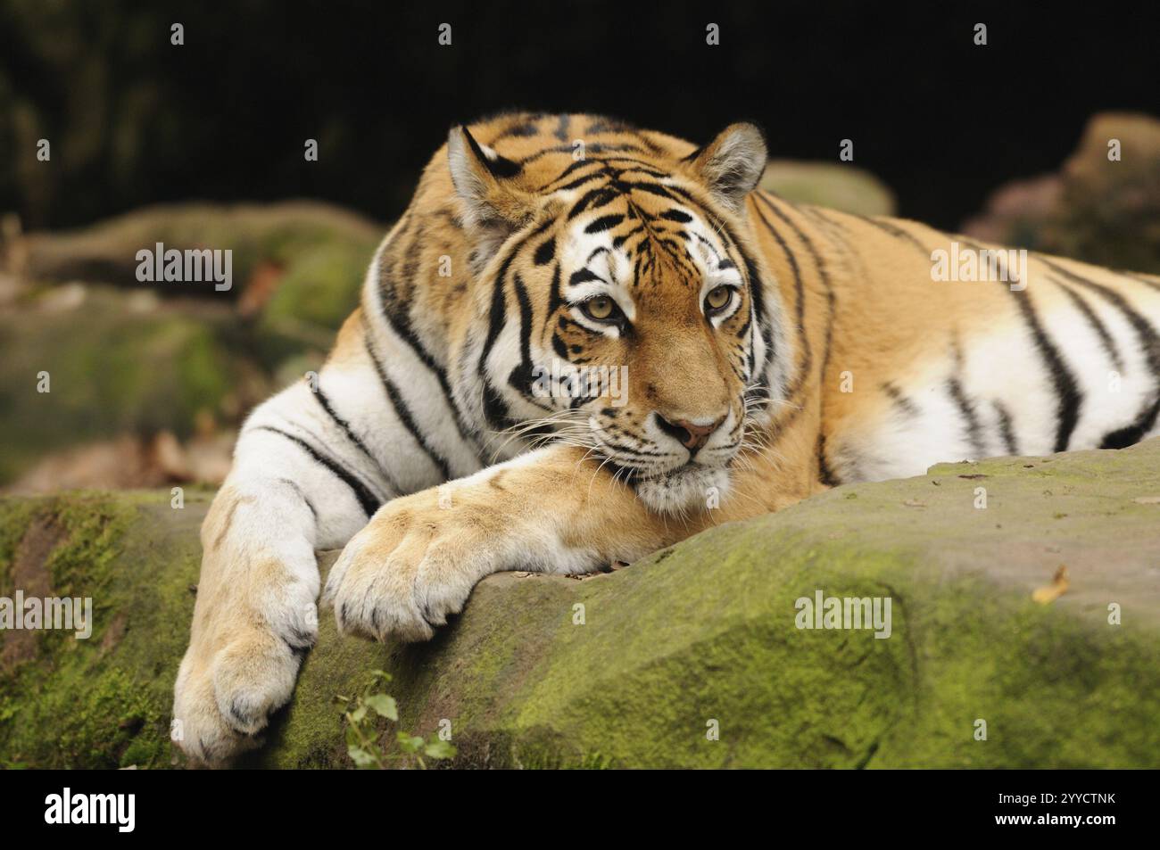 A relaxed tiger lying on a moss-covered rock, Siberian tiger (Panthera ...
