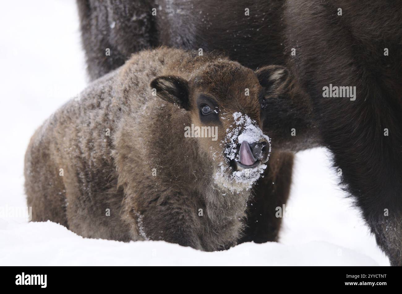 Small bison licking snow from its nose, wintry surroundings, bison (Bos ...