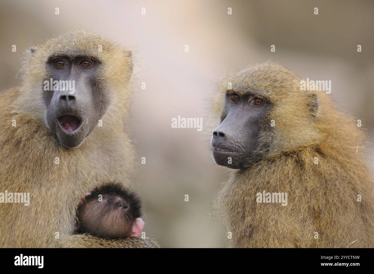 Two baboons with a baby, one looks surprised, in natural environment, Guinea baboon (Papio papio ...